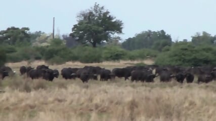 368 YDNAD Kingdom Of Wild VOL.2 Ai Uehara - EPORNER